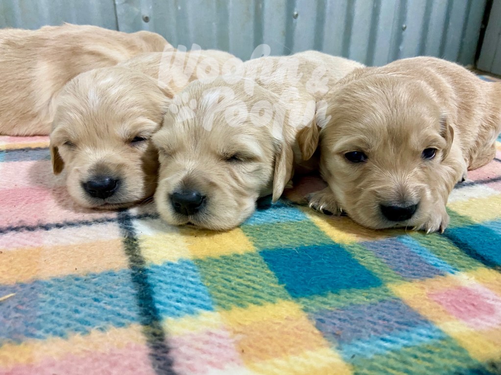 I Want A Puppy! Pages Archive - Woofin and Poofin